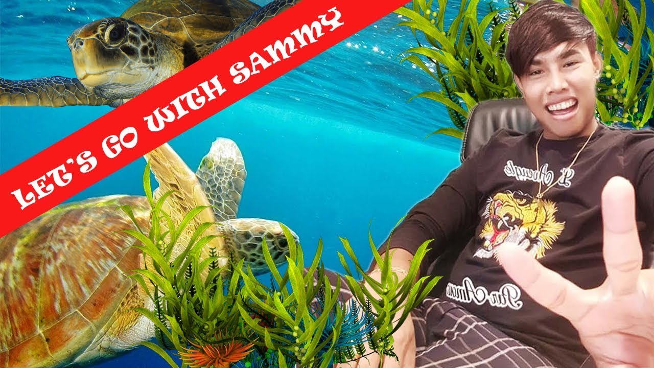 Let's Go WIth Sammy - Turtles - YouTube