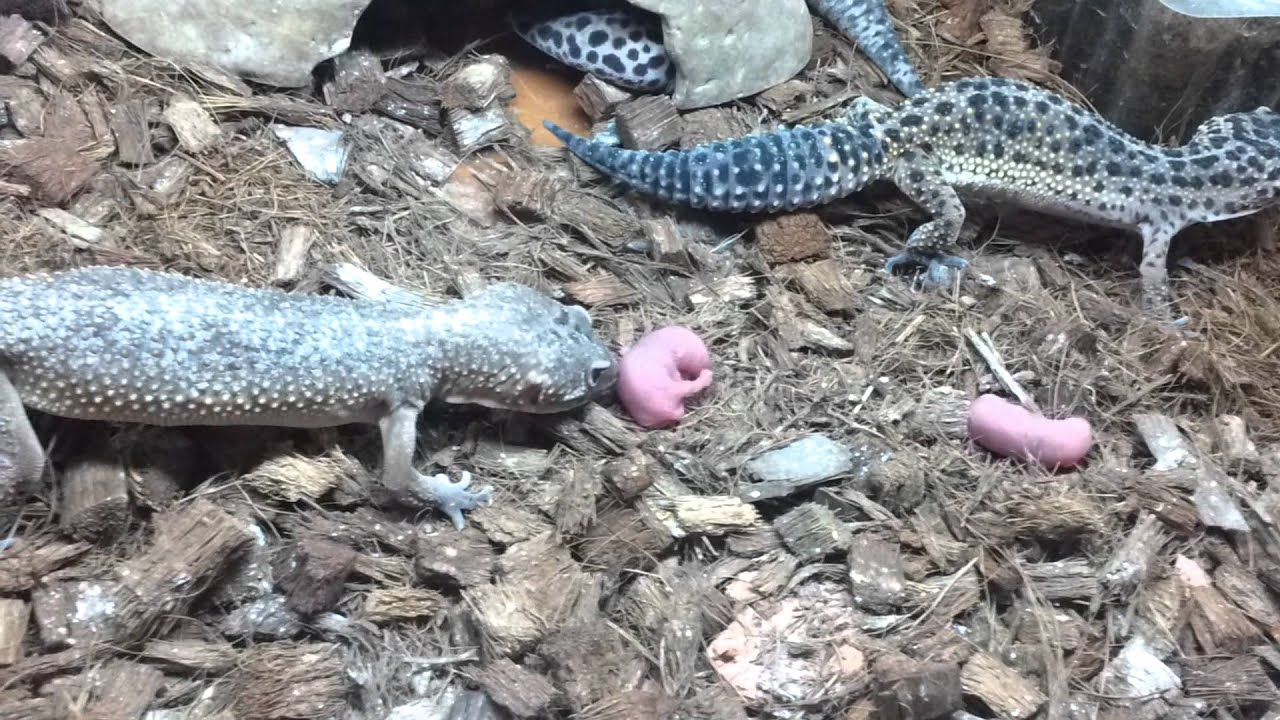 GECKO COMIENDO PINKY - YouTube