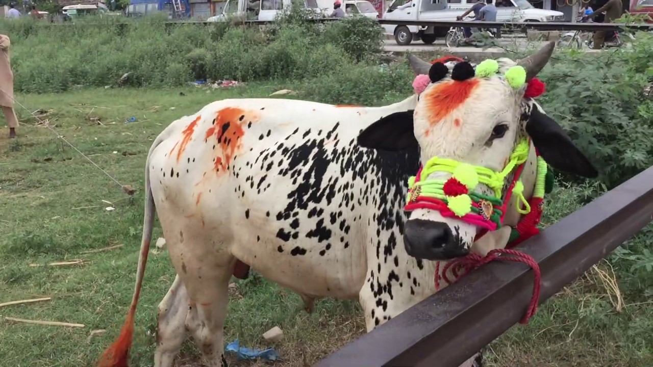 Animal Mandi In Attock City With New Prices - YouTube