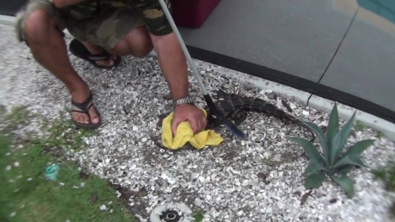Alligator Caught in our backyard - YouTube