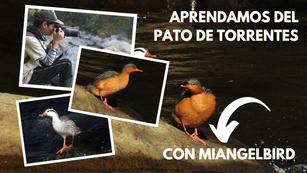 Pato de torrentes/Torrent Duck/Merganetta armata (20/1941) #miangelbird ...