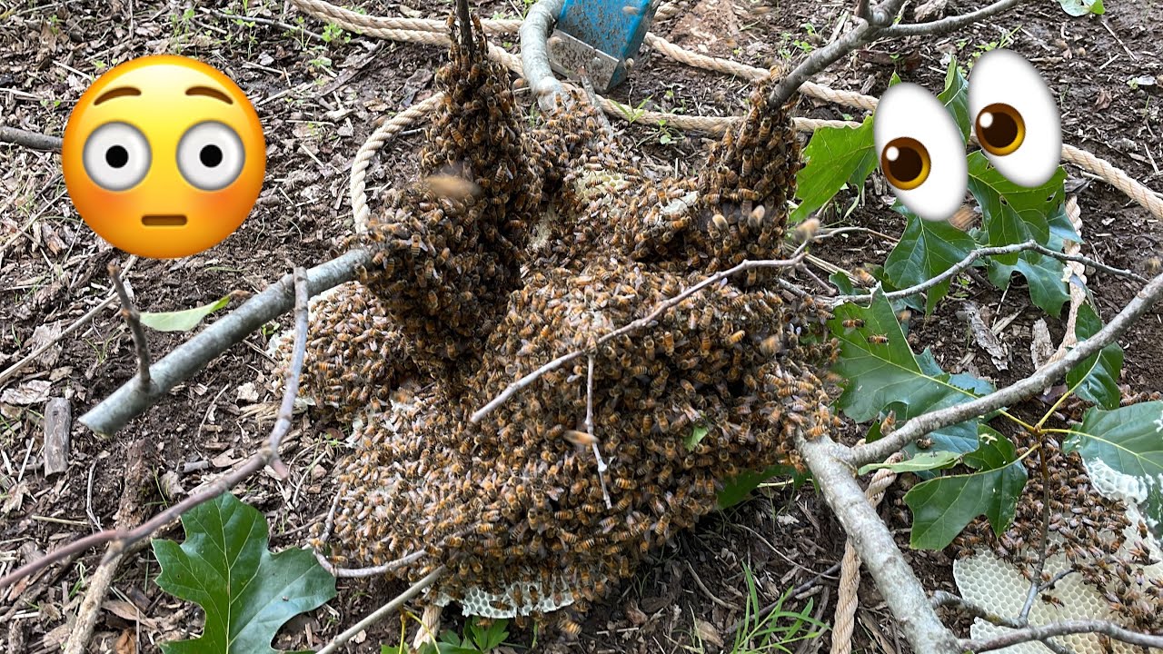Crazy Bee Rescue!!! (The Things We Do For Our Bees 🙄) - YouTube