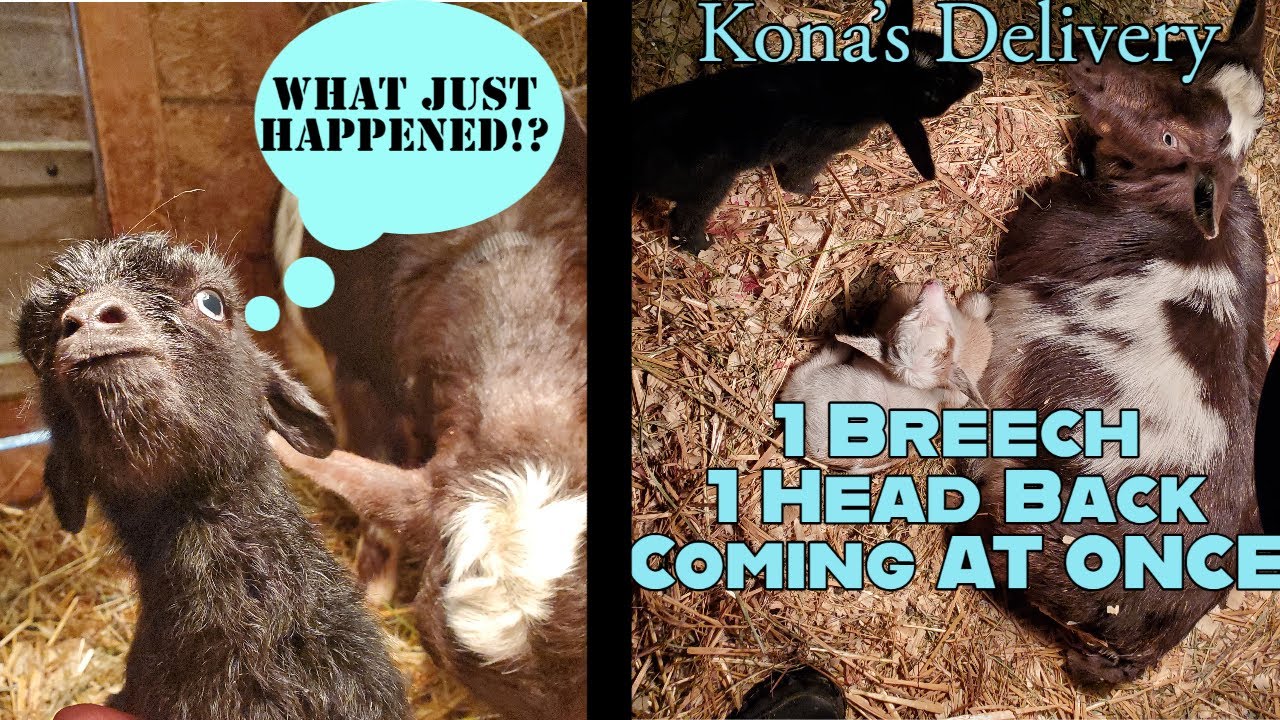 Kona's Kidding/Birth 1 Breech 1 Head Back Coming at ONCE- Two WORST ...