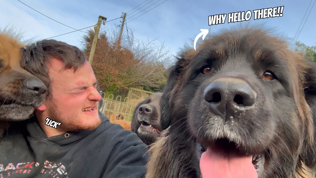Playing With HUGE DOGS - Funny Dog Video!! - YouTube