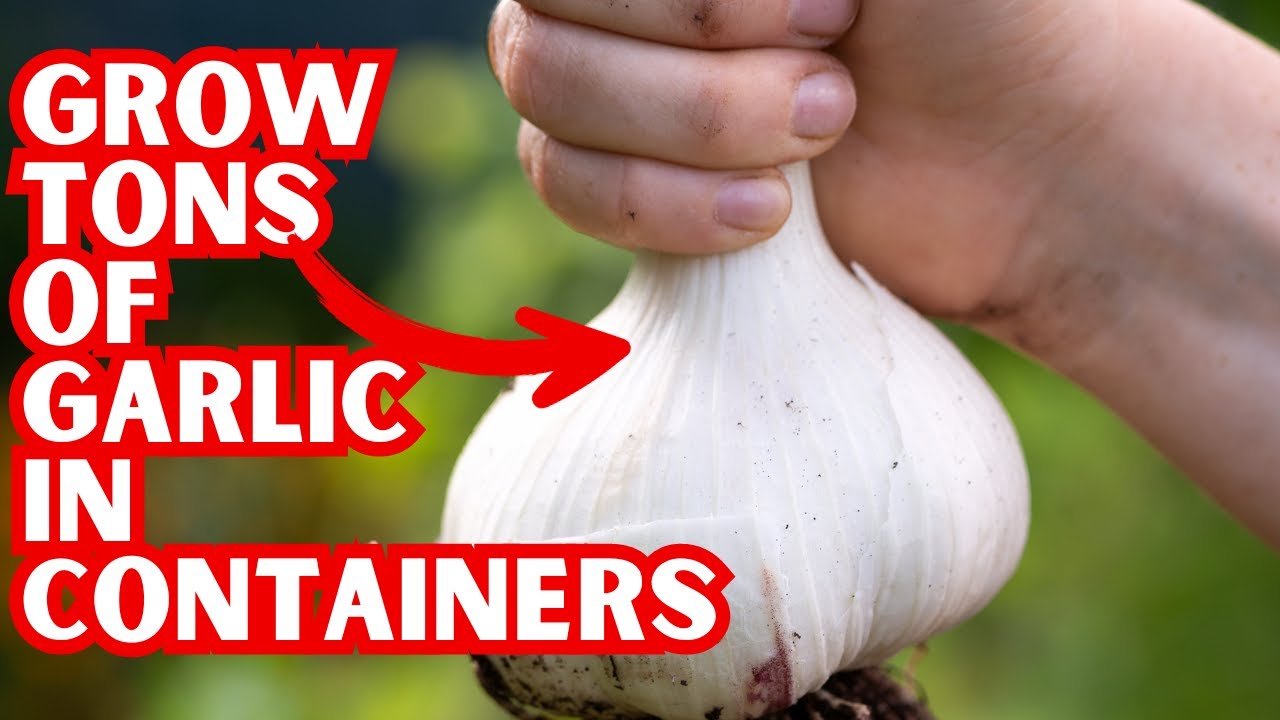 Growing Garlic In Containers | How To Maximize Size And Yield - YouTube