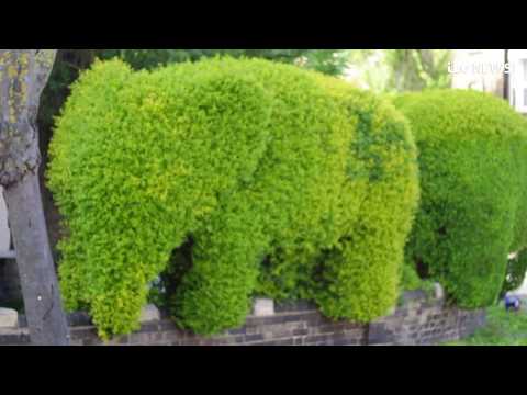 How To Make Animal Shaped Hedges
