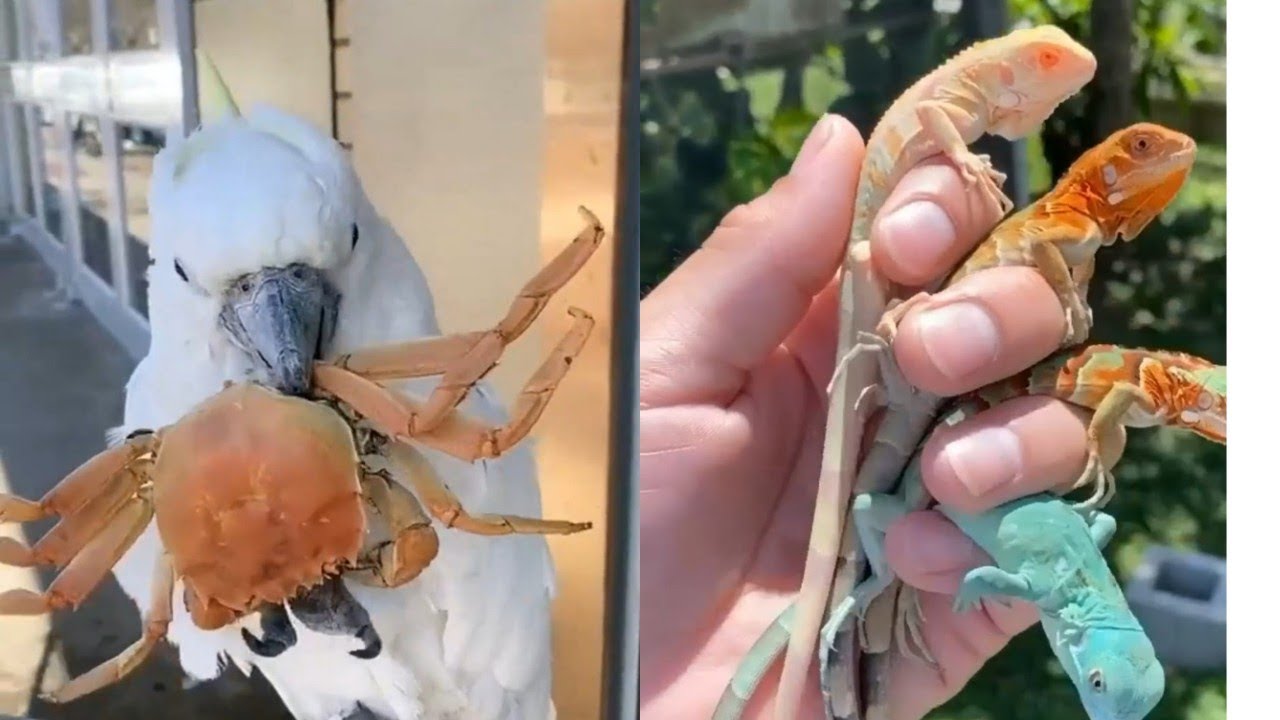 Animals Grow Up / I'm a big kid now. Wildlife. Animals. - YouTube