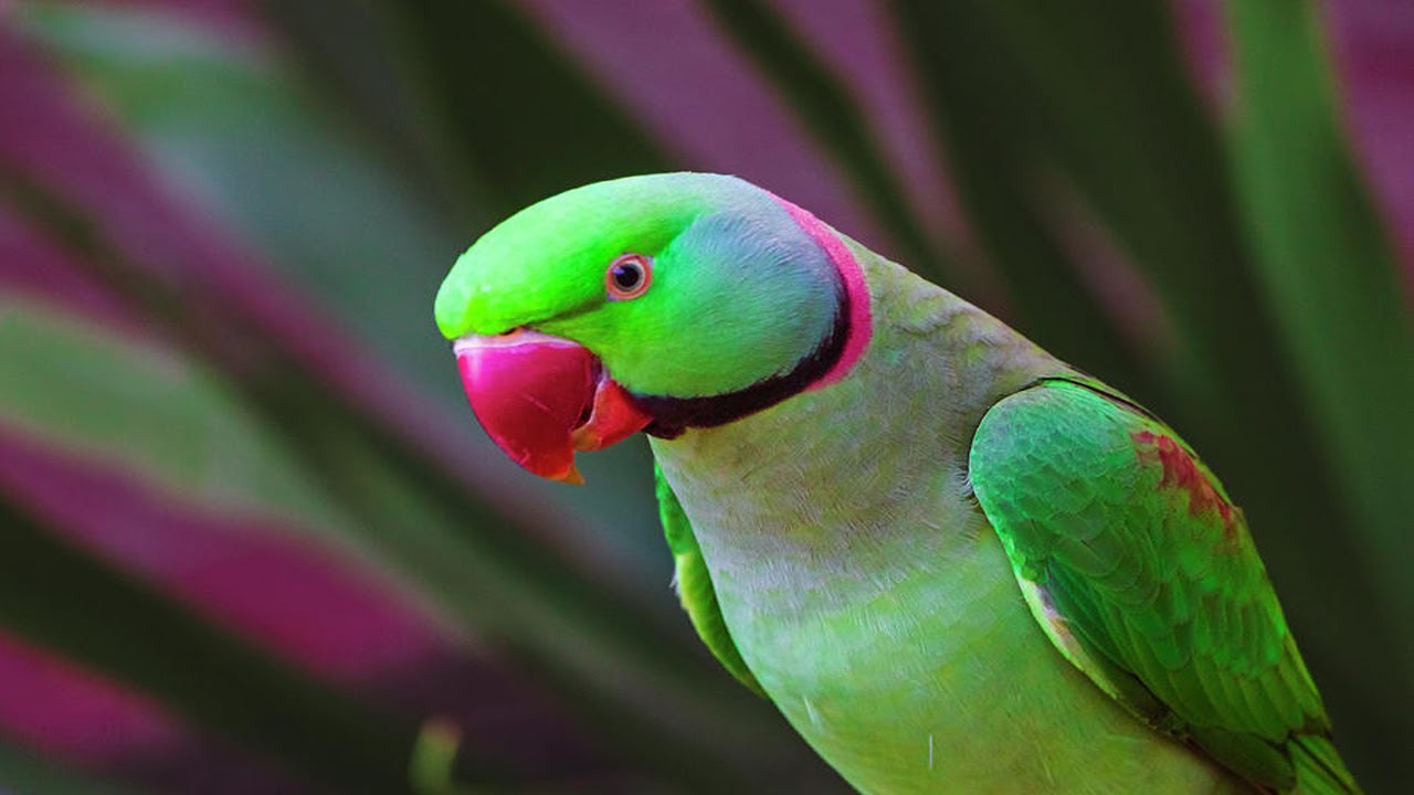 BRITISH PARAKEETS - YouTube