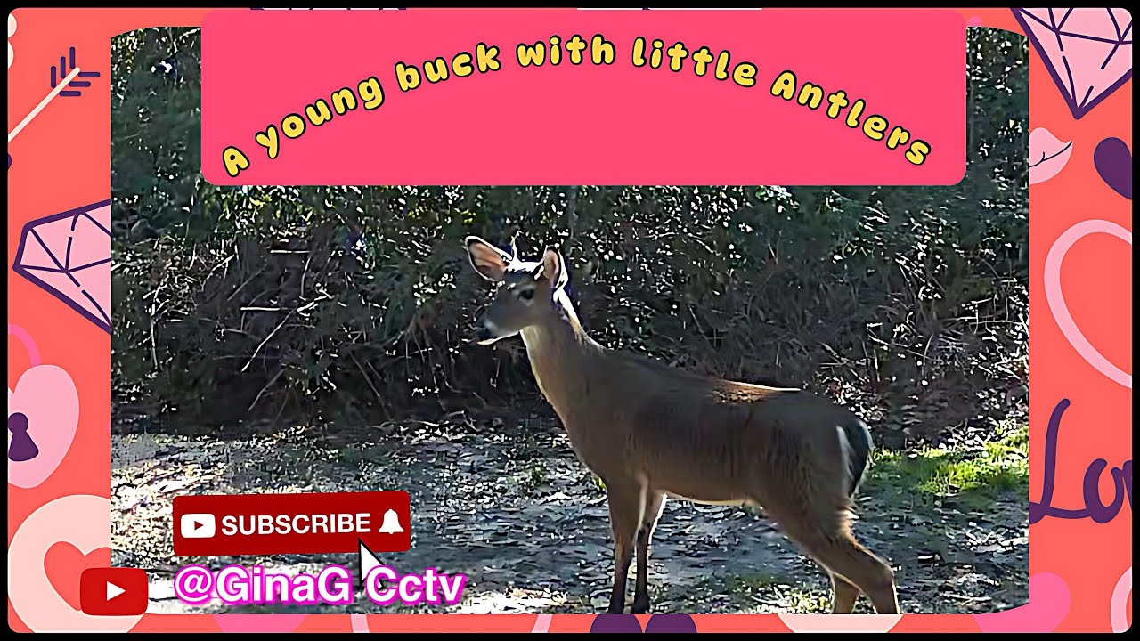 A Young Buck early this Morning 1/20/2024 .beautiful Original audio ...