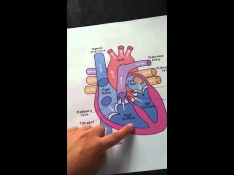 Trace a drop of blood.mov - YouTube