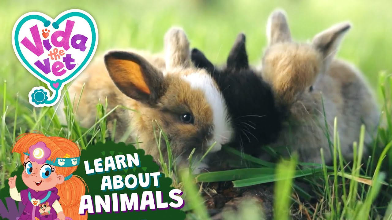Let’s Learn About Rabbits 🐰 | @VidaTheVet | Animal Facts | Educational ...