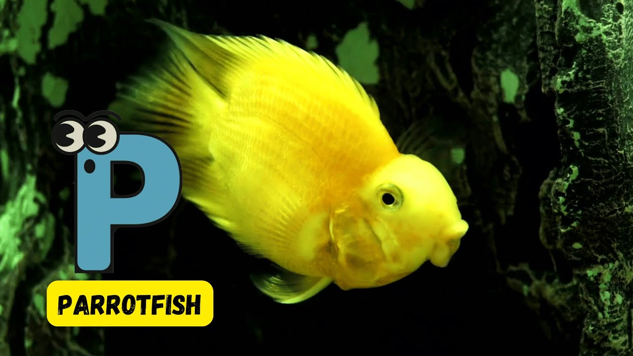 P is for Playful & Unique Animals 🐼🦜 | ABC Animal Song for Kids | Learn ...