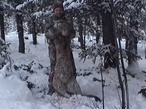 Huge Mountain Lion Bow hunt in Colorado Lion taken with archery bow and arrow