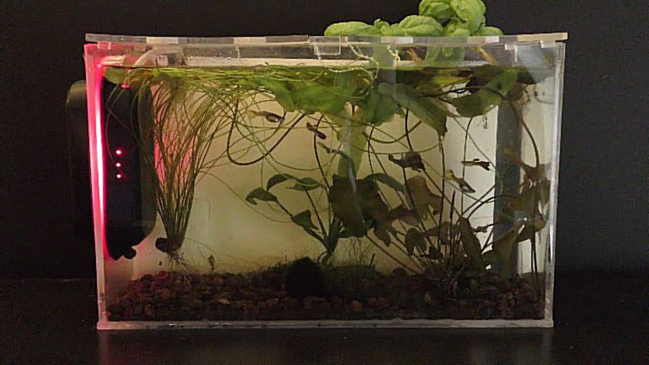 Feeding Fish with Algae - YouTube