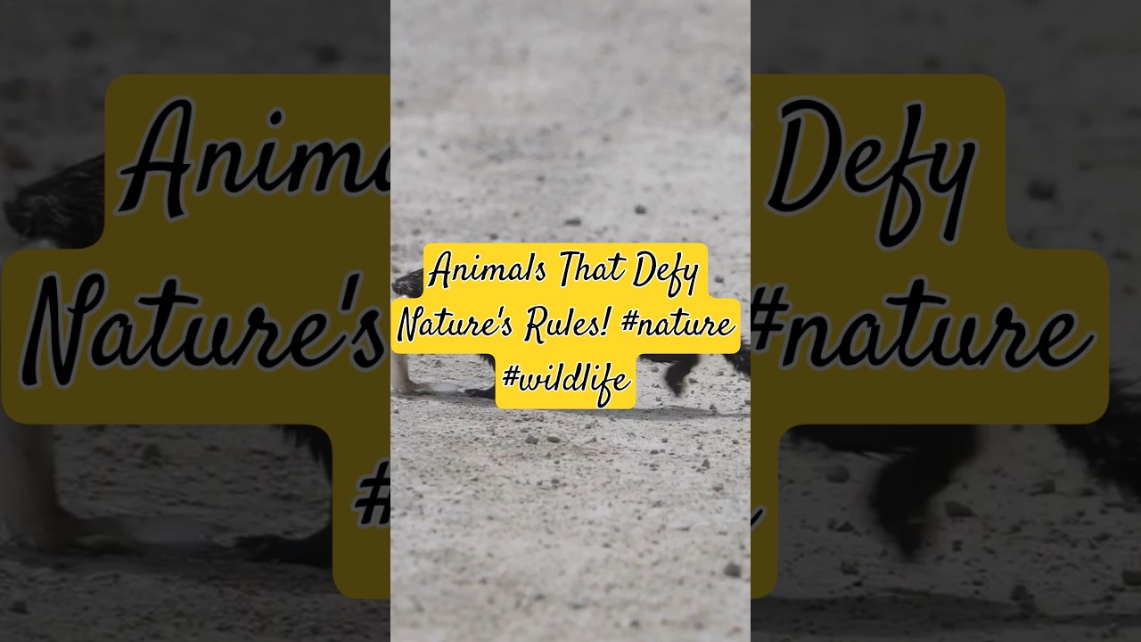 Animals That Defy Nature's Rules! #nature #wildlife - YouTube