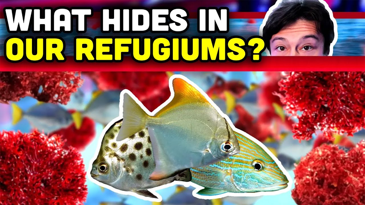 Talking Fish: Fish in OUR Refugiums at Top Shelf! - YouTube