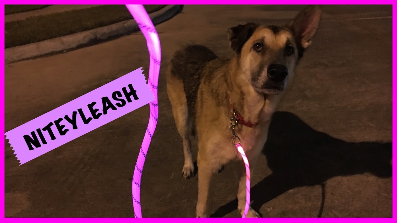 LUCY LIGHTS THE WAY WITH NITEYLEASH - YouTube