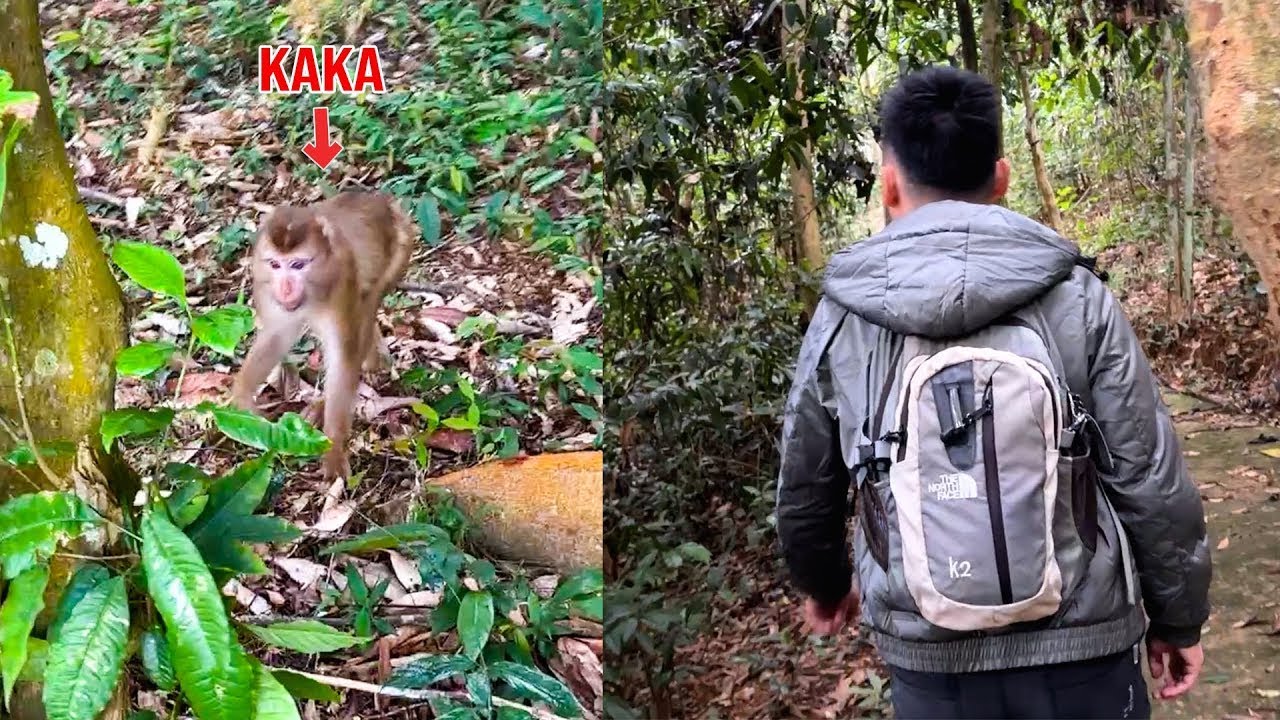 Dad ventured through the difficult jungle to find Monkey Kaka. - YouTube