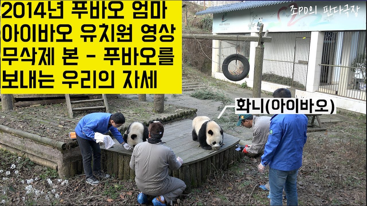 Pandatv 푸바오 엄마 아이바오의 유치원 시절 무삭제본 푸바오와의 이별을 준비하는 우리의자세 Youtube