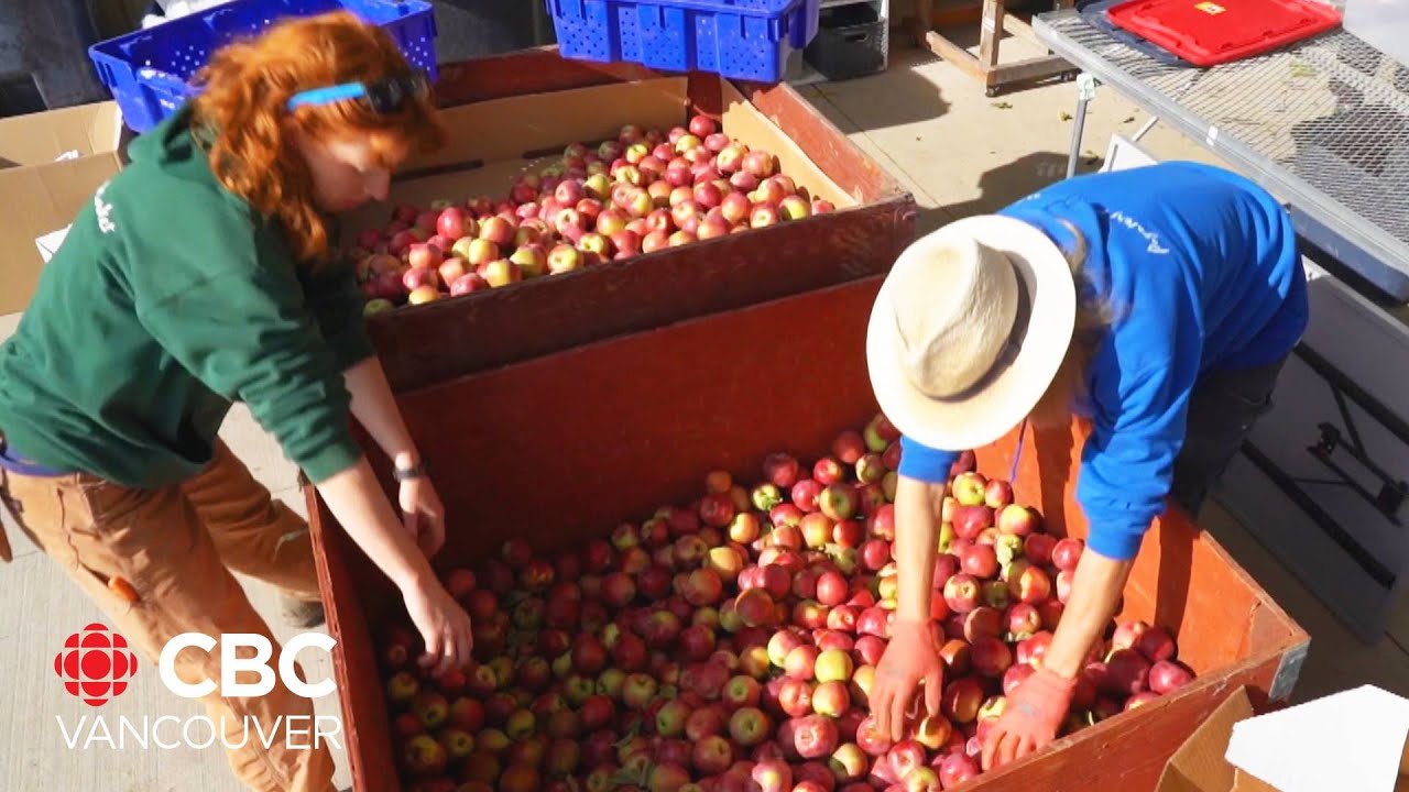 Fruit stand owner buys 32 tonnes of apples to deal with glut of ...