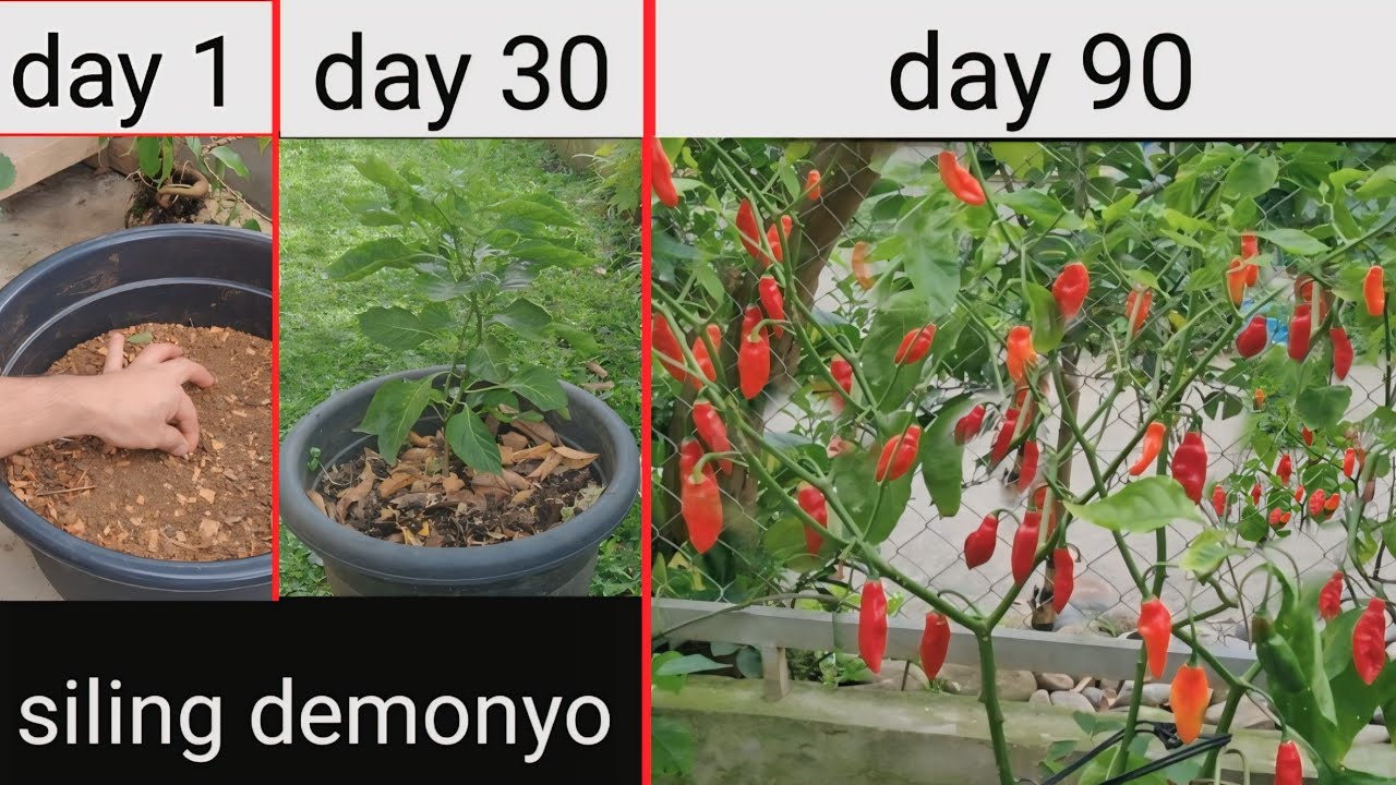 paano magtanim ng siling demonyo//seed to harvest//Growing hot pepper ...