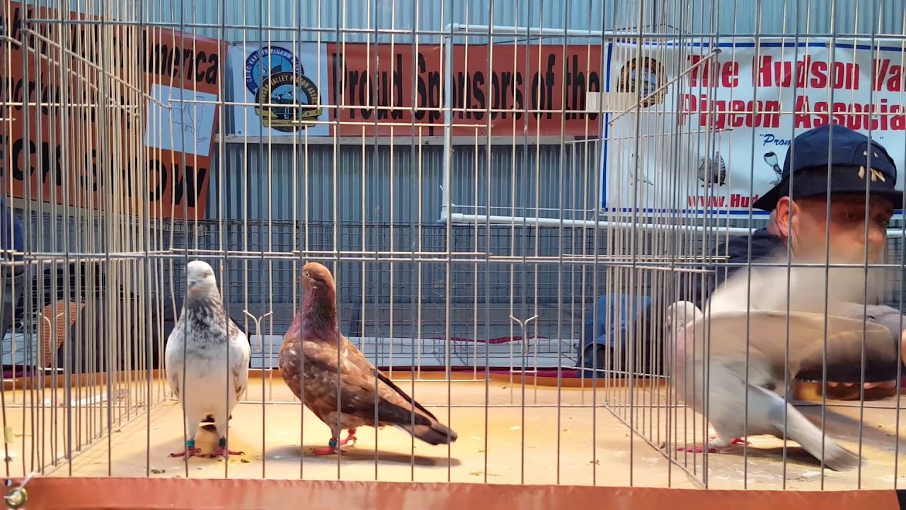 2018 Rhinebeck Pigeon Show Tippler Pigeons Going for Champion. - YouTube