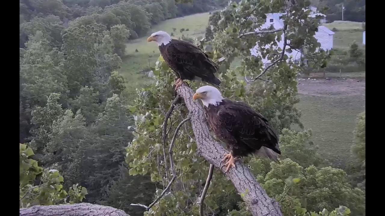 Decorah Bald Eagles 06 10 Mom and Dad and the Three Amigos - YouTube