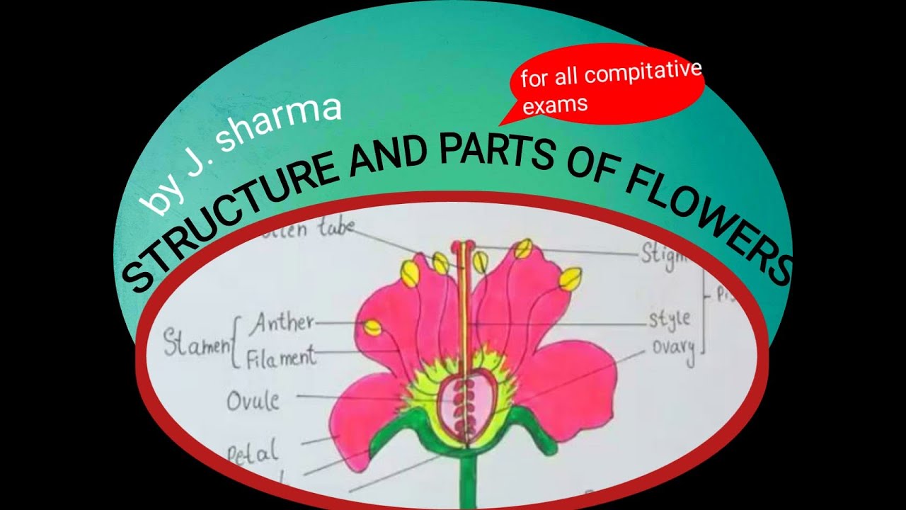 STRUCTURE OF FLOWER FOR REET CTET HTET - YouTube