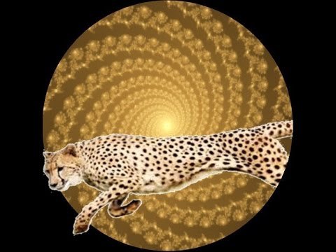 Cheetah Transformation Hypnosis - YouTube