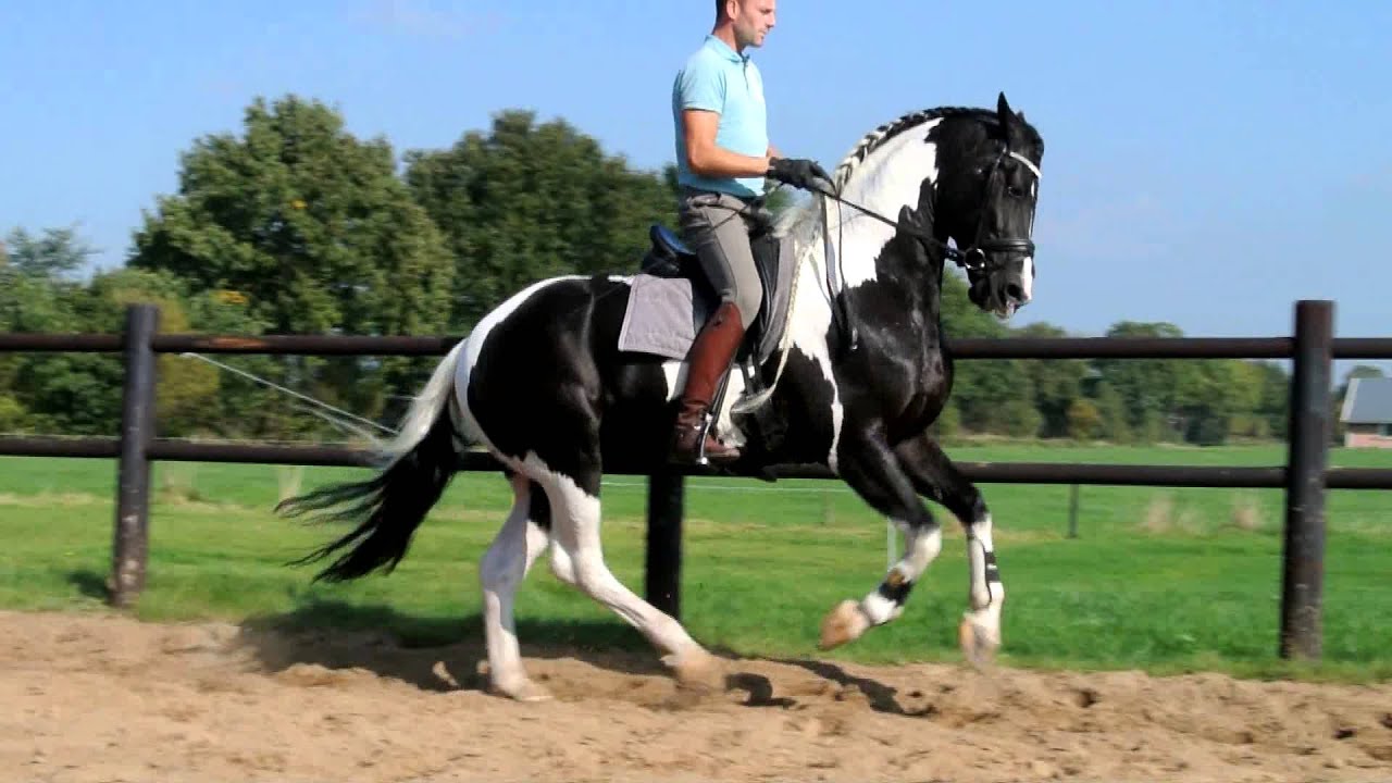 Caballo Frison Pinto