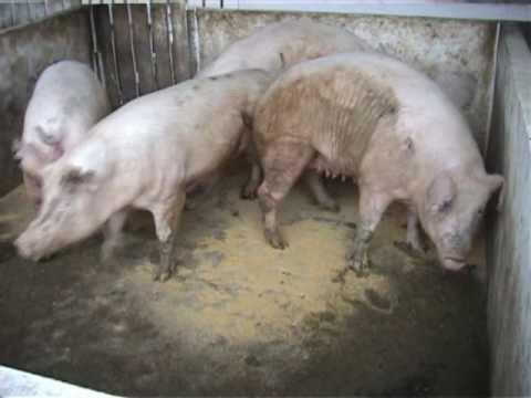 aggression in feeding sows