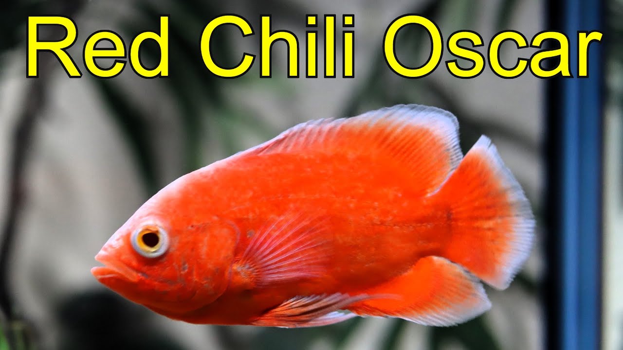 Chili Oscar for sale - YouTube