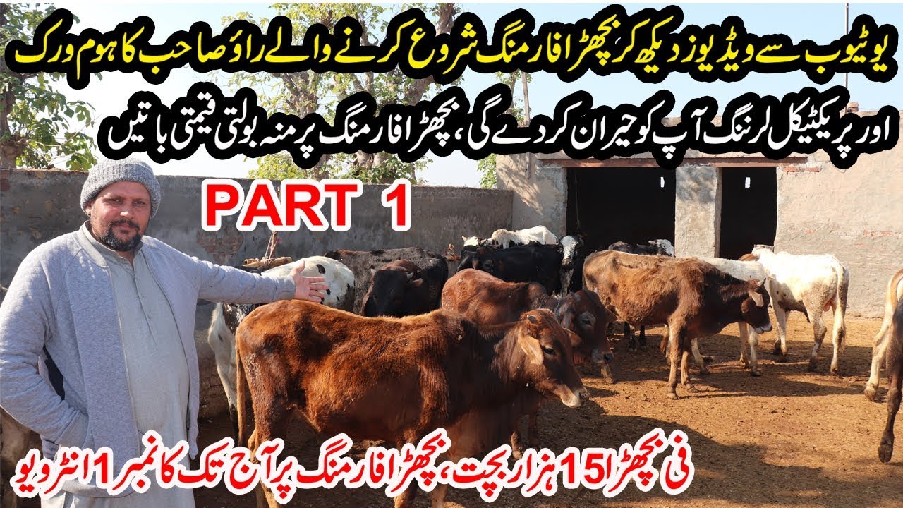 Rao Cattle Farm Calf Farming In Pakistan Bachra Farming Wacha rao-cattle-farm-calf-farming-in-pakistan-bachra-farming-wacha