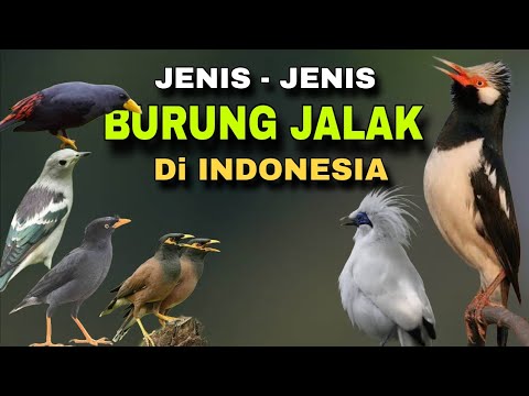 Jalak Nusantara: 6 Jenis Burung Jalak Paling Ikonik di Indonesia - YouTube