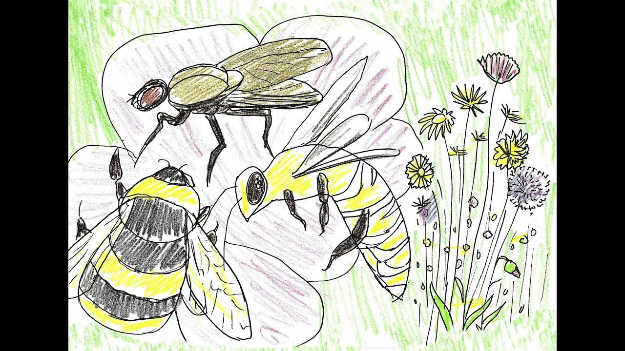 Learn how to draw insects - YouTube