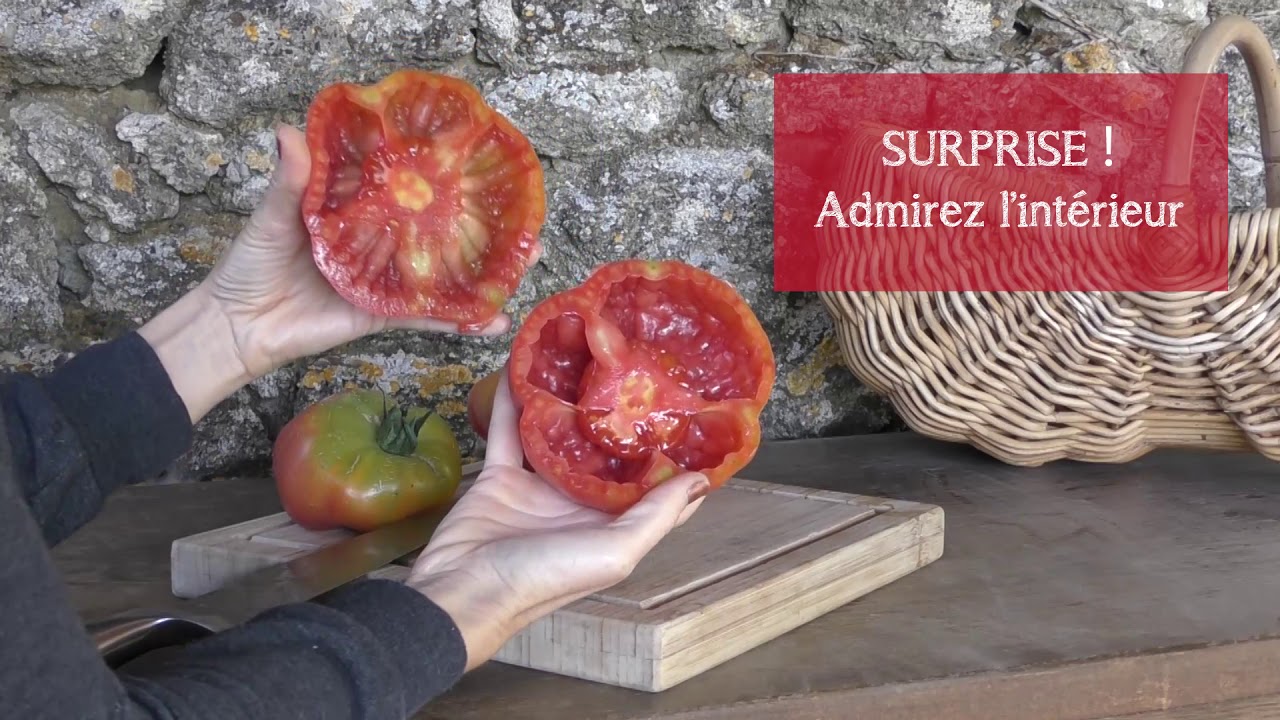 Découvrez la tomate Montserrat - YouTube
