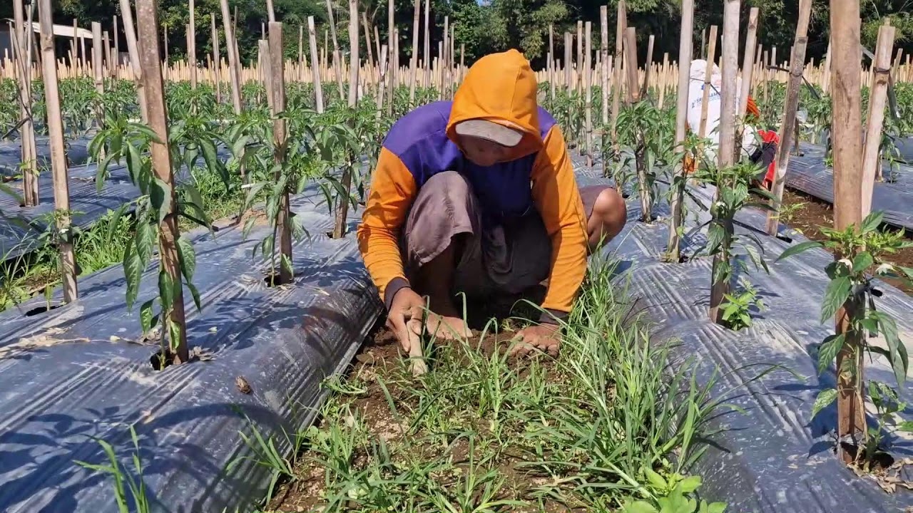 How Clever Farmers Use Basic Tools to Clear Weeds Fast! - Agriculture ...