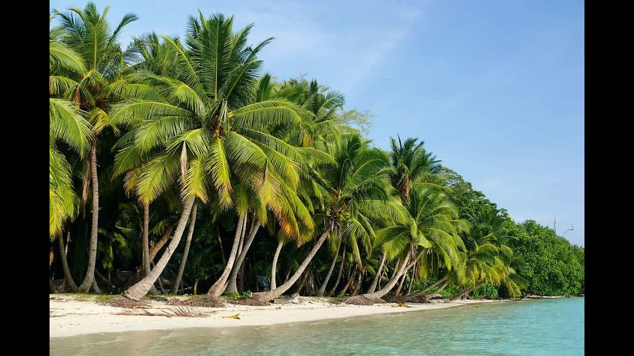 Top view of coconut tree and village in Andaman & Nicobar Islands - YouTube