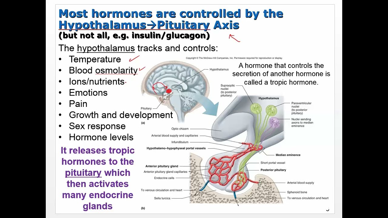 Chapter 32 and 33 Video Endocrine and Diabetes - YouTube