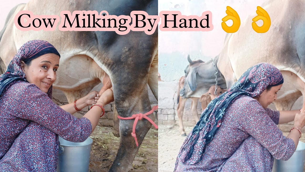 Cow Milking By Hand 👌👌 || Cow Milking Vlog Milking Vlog Village Wife ki ...