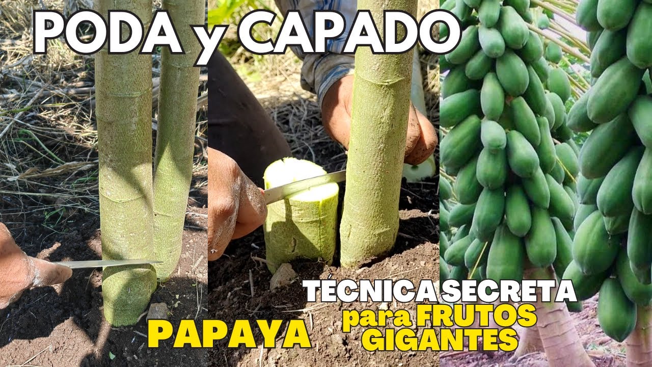 PAPAYAS más FUERTES y PRODUCTIVAS 🌱🔝 Conoce la TÉCNICA de PODA y CAPADO ...