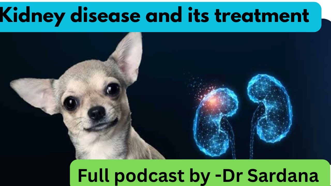 Podcast -Kidney Disease in Dogs Explained | Dialysis, Treatment & Hope ...