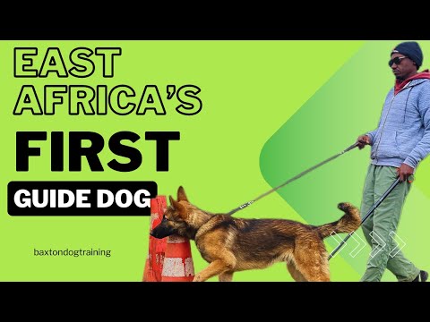 THE JOURNEY OF TRAINING A GUIDE DOG - YouTube
