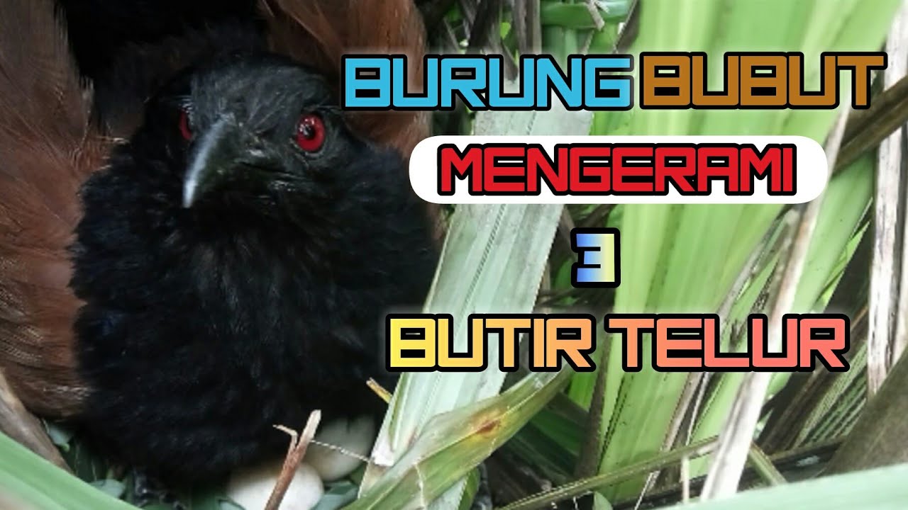 Burung Bubut Mengerami Tiga Butir Telur Agar Cepat Menetas Jadi Anak ...
