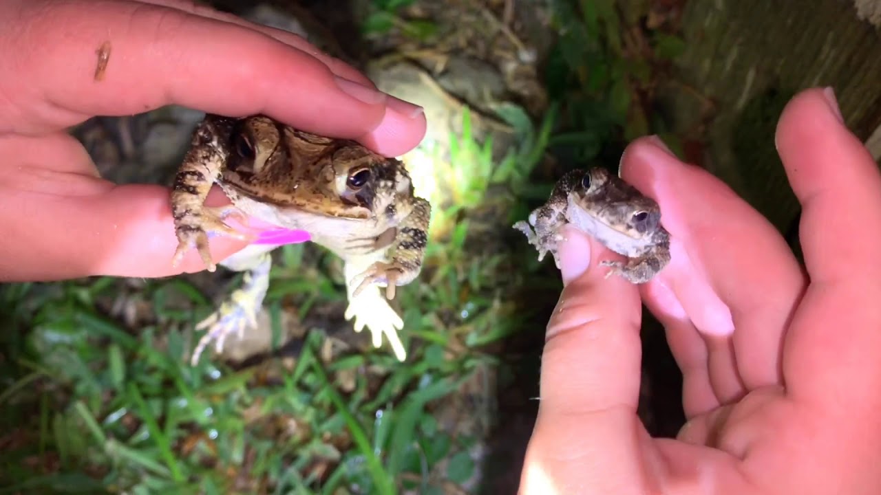 Catching toads 🐸🐸🐸🐸🐸 - YouTube