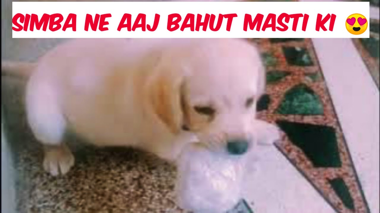 Simba Playing First Time At Home 😍 | Happy Simba - YouTube