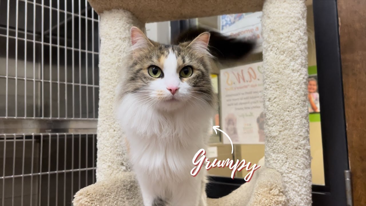 Meet Grumpy! - YouTube
