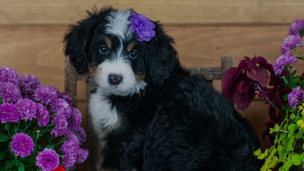 Ocoee River Doodles Bernedoodles 10-2022 Boomer Girl Purple - YouTube