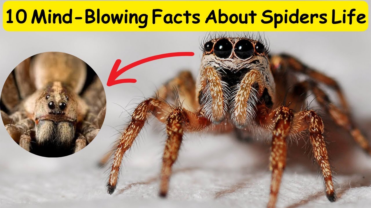 10 Mind-Blowing Facts About Spiders Life - YouTube
