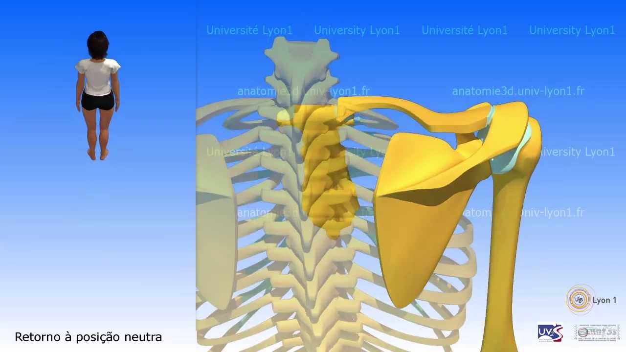 Diagrama Da Escapula Direita